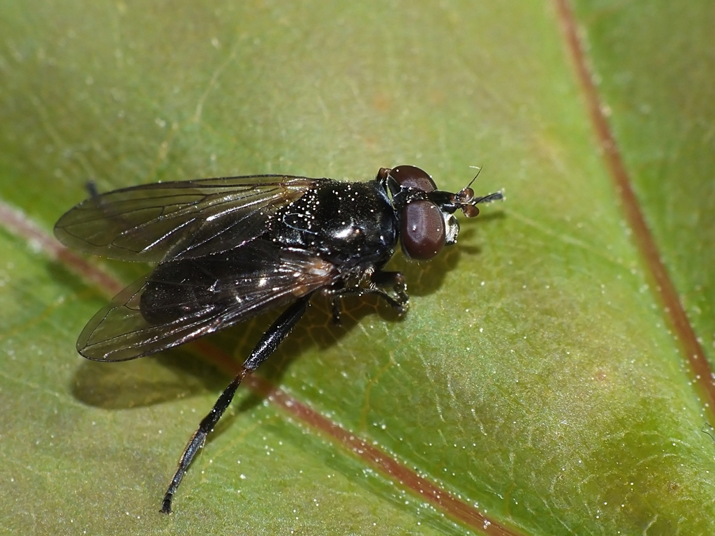 L ruficornis | Insektarium