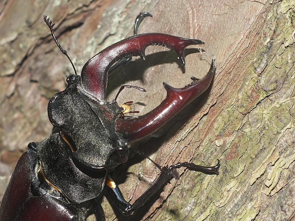 Lucanus male | Insektarium
