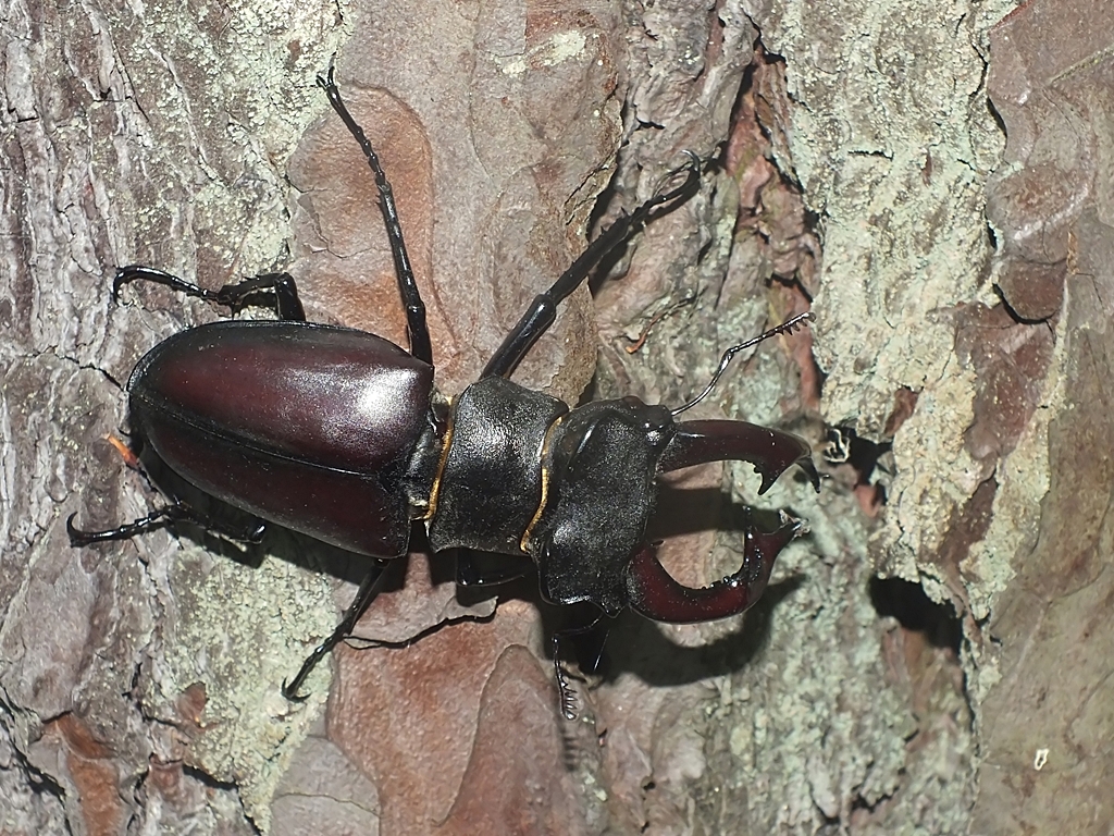 Lucanus. | Insektarium