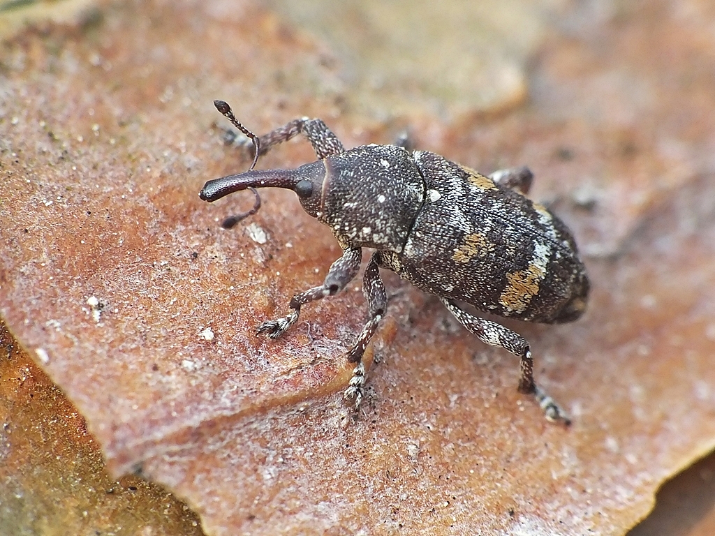P castaneus | Insektarium