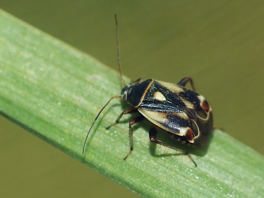 Polymerus unifasciatus | Insektarium