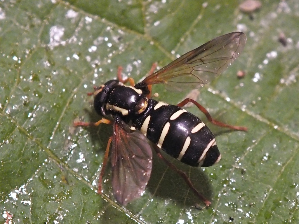 Xanthogramma | Insektarium