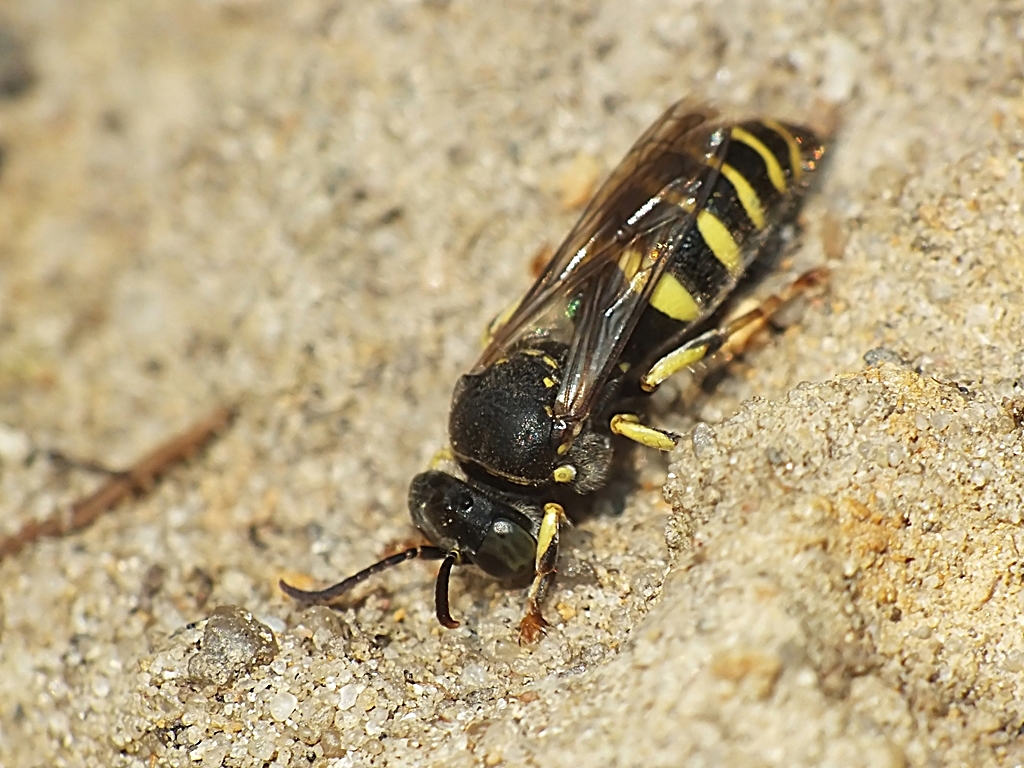 Bemb. tridens | Insektarium