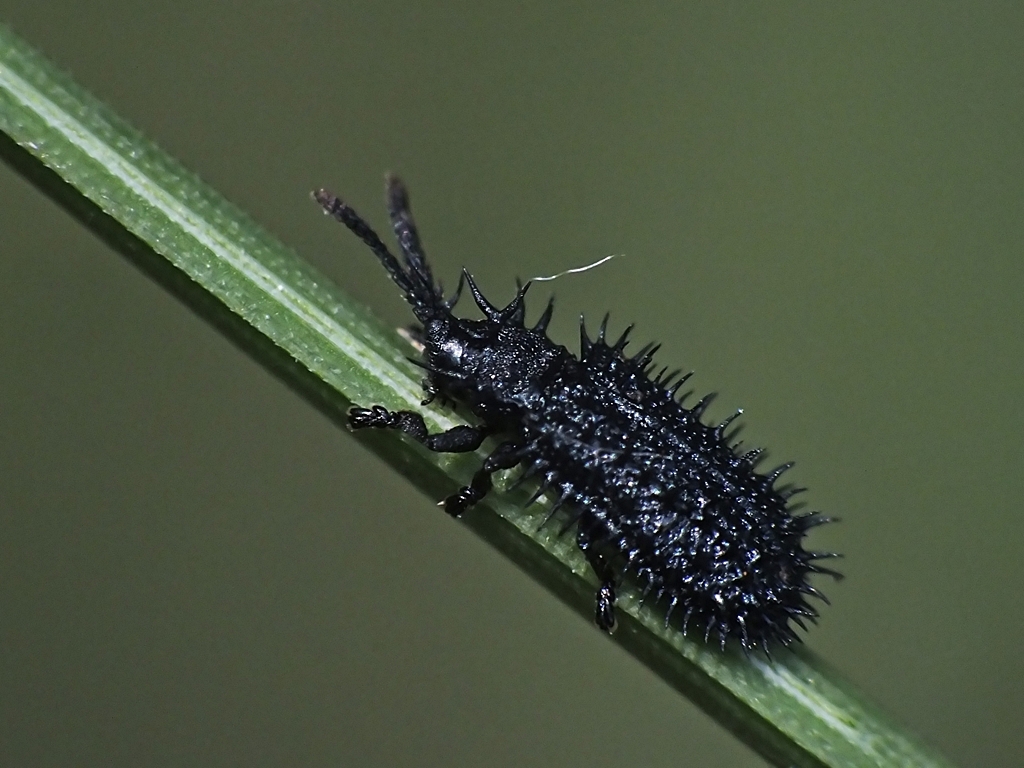 Hispa. | Insektarium