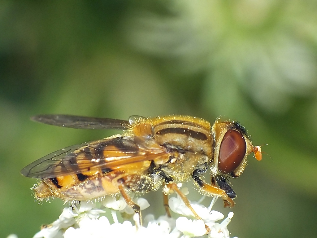 P.versicolor | Insektarium