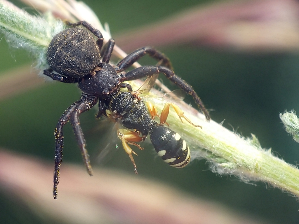 X.robustus+M.crabroneus | Insektarium