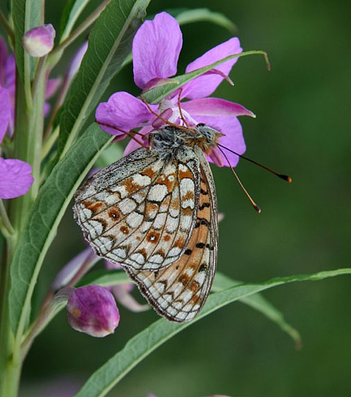 A.niobe | Insektarium