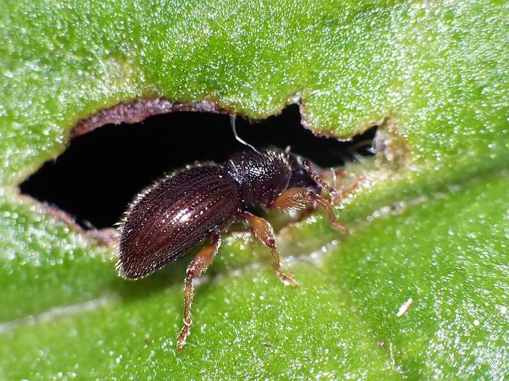 Barypeithes species | Insektarium