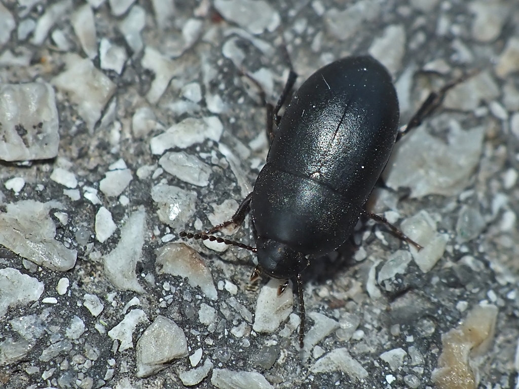 Crypticus | Insektarium