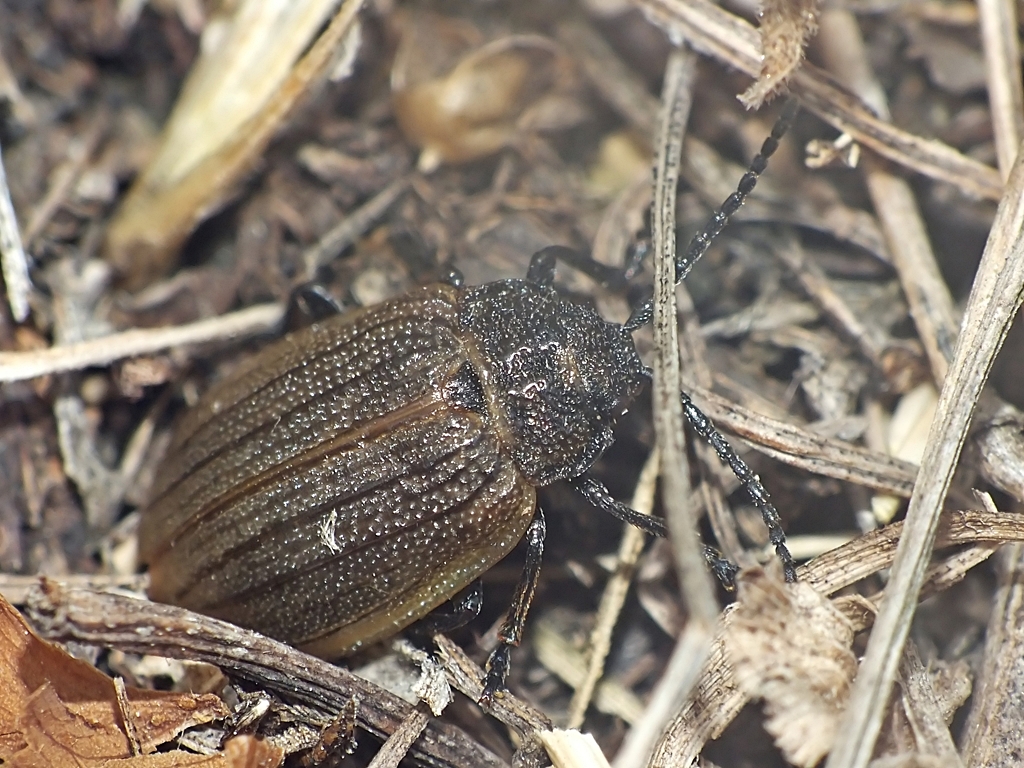 G.pomonae | Insektarium