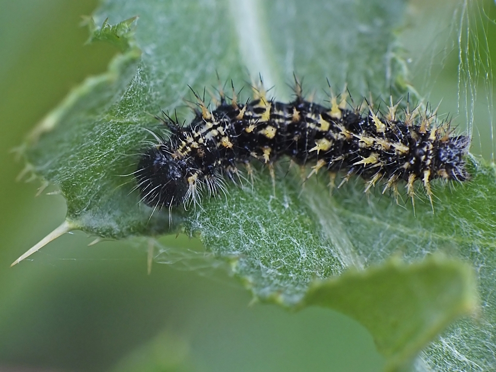 V cardui | Insektarium