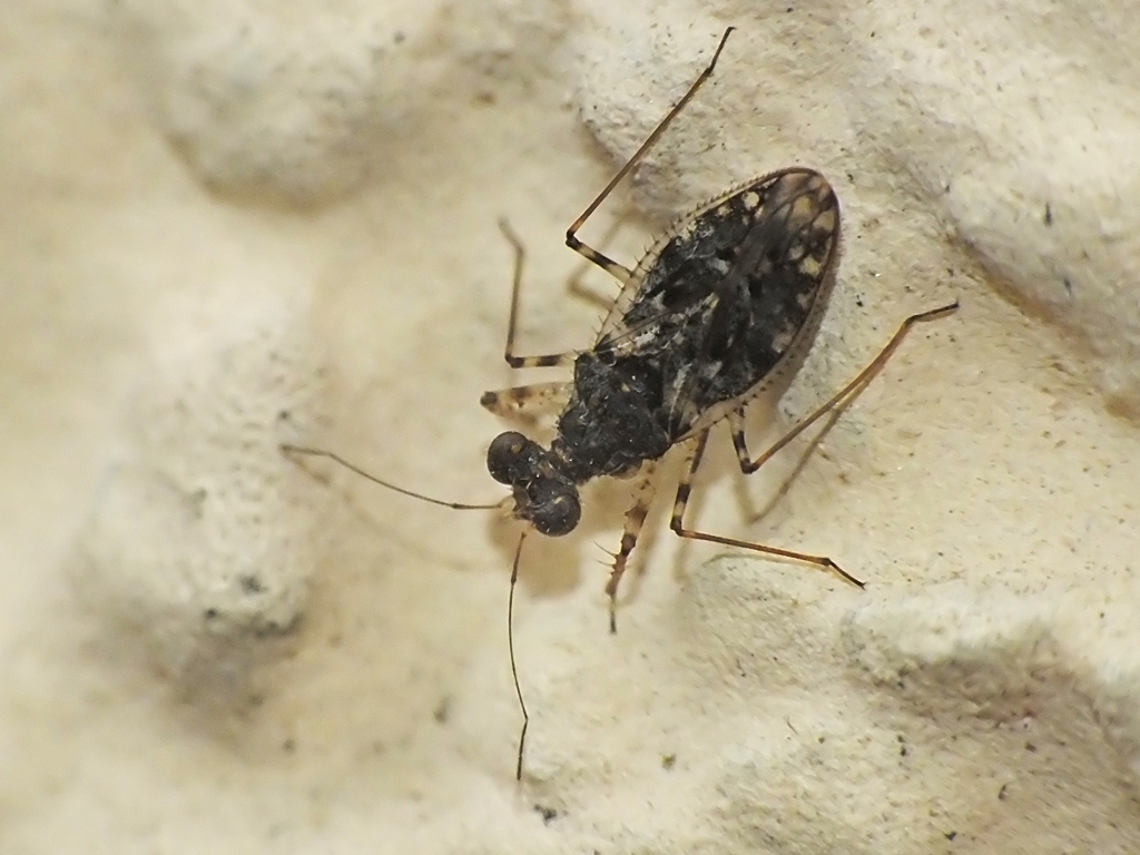 Leptopus marmoratus – Kolconóg marmurek | Insektarium