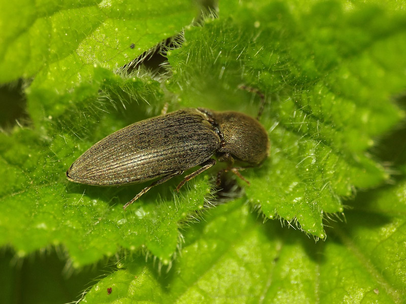 Agriotes obscurus – Osiewnik ciemny | Insektarium