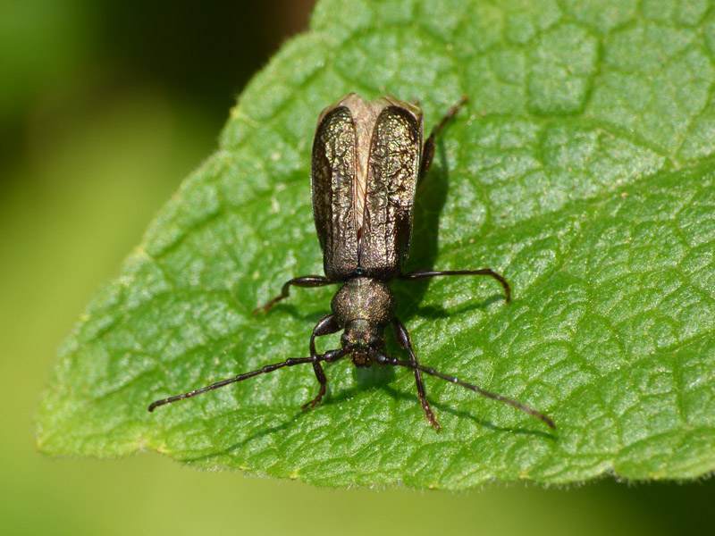 Callidium aeneum – Zagwoździk złocistozielony | Insektarium