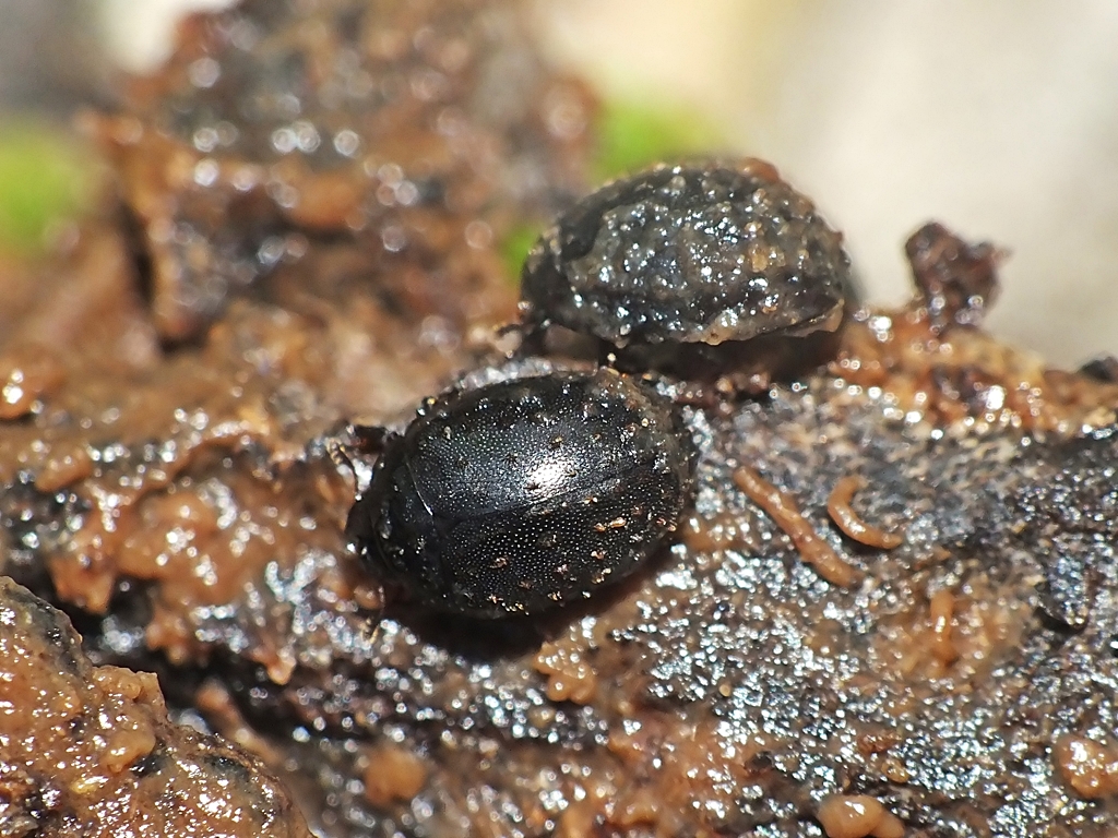 Nosodendridae – Skałubnikowate | Insektarium