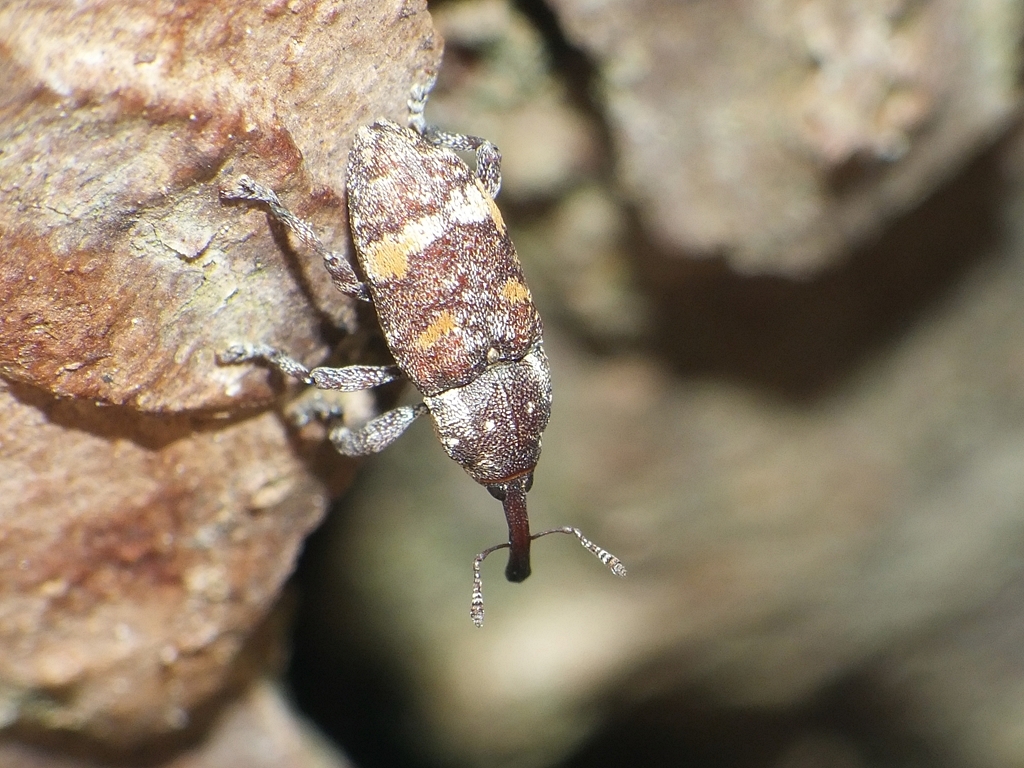 Pissodes castaneus – Smolik znaczony | Insektarium