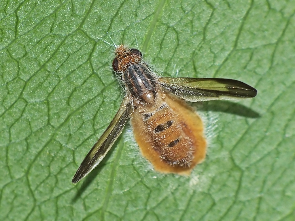 p-discoidea | Insektarium