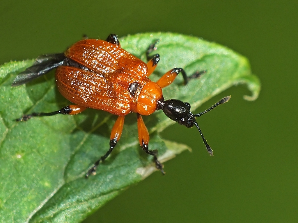 Apoderus coryli – Oszynda leszczynowiec | Insektarium