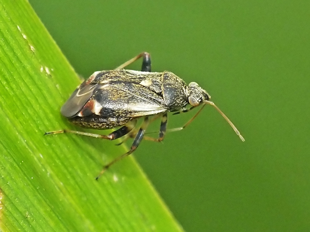 Charagochilus gyllenhalii | Insektarium
