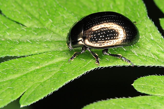 Chrysolina oricalcia | Insektarium