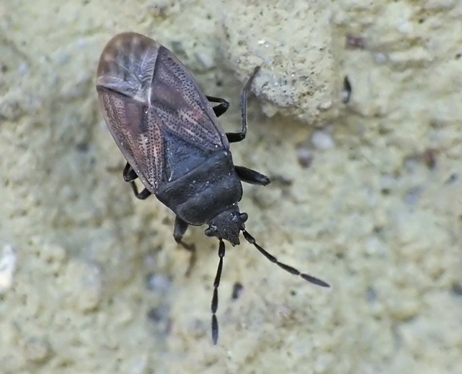 Drymus sylvaticus – Lesiec gładkonogi | Insektarium