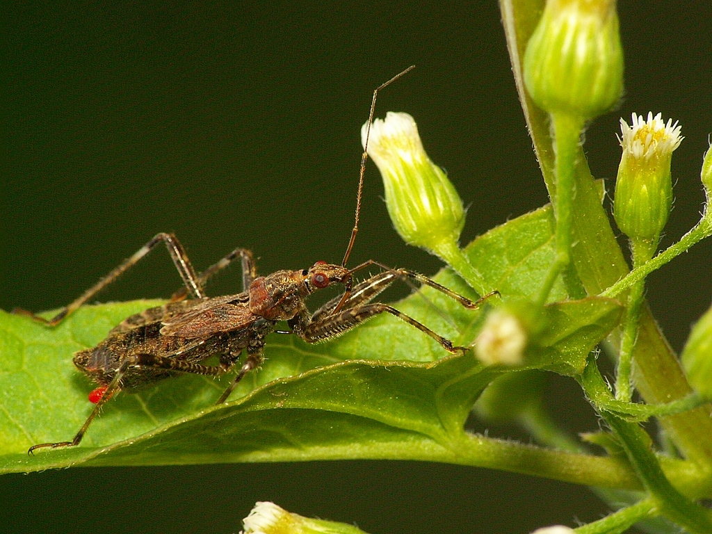 Himacerus mirmicoides – Zażartka mrówkowata | Insektarium