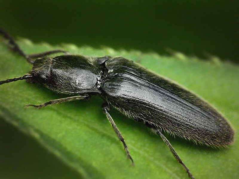 Hemicrepidius niger – Nieskorek czerniec | Insektarium
