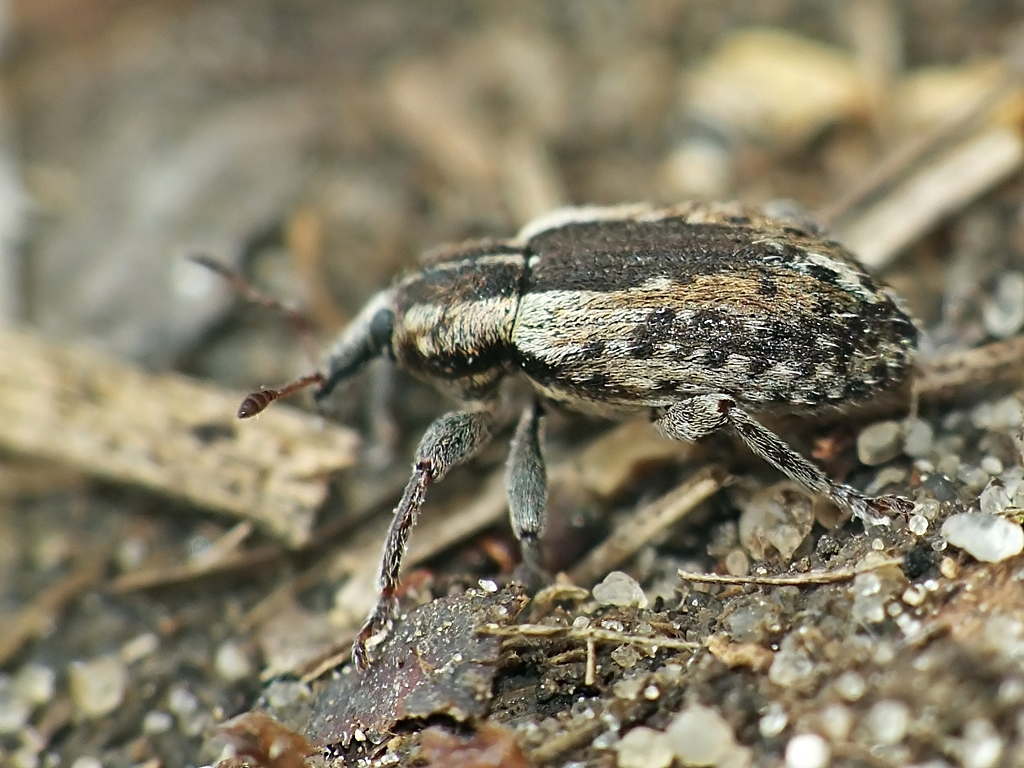 Hypera postica – Ziołomirek lucernowy | Insektarium