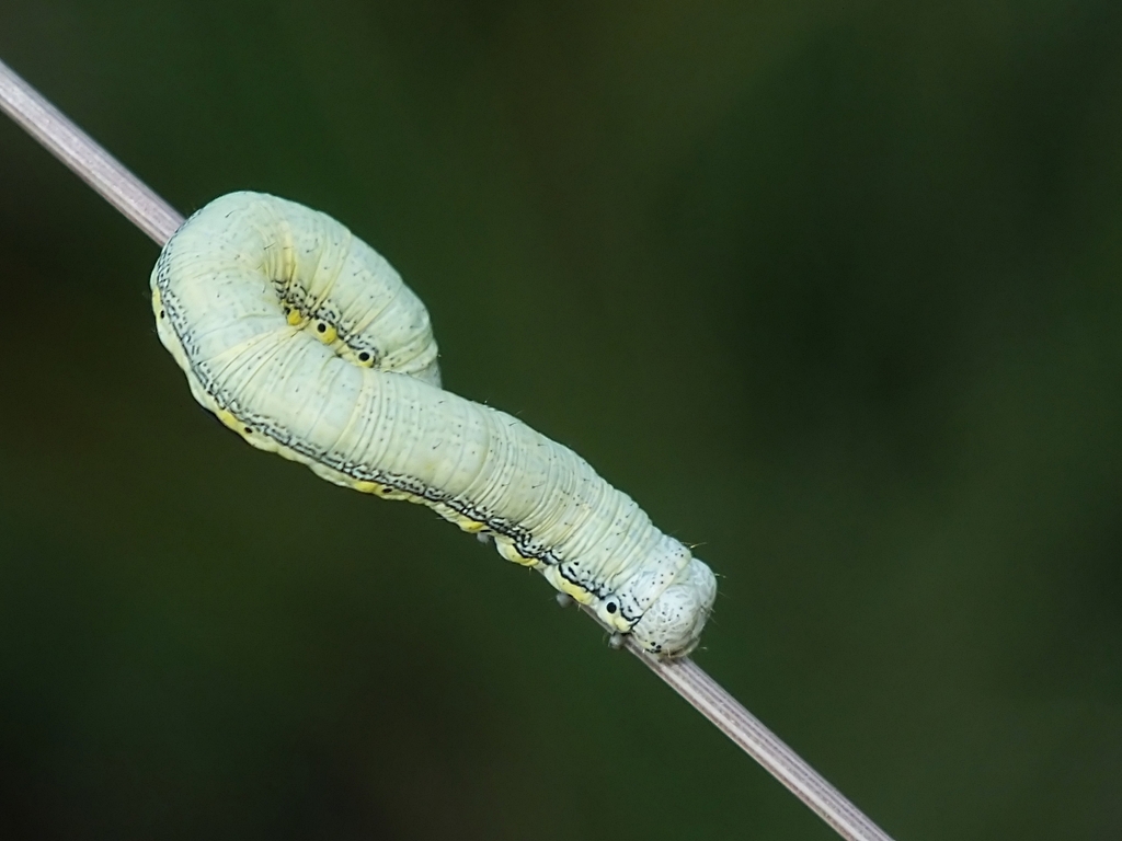 Xeris spectrum – Kruszel czarny | Insektarium