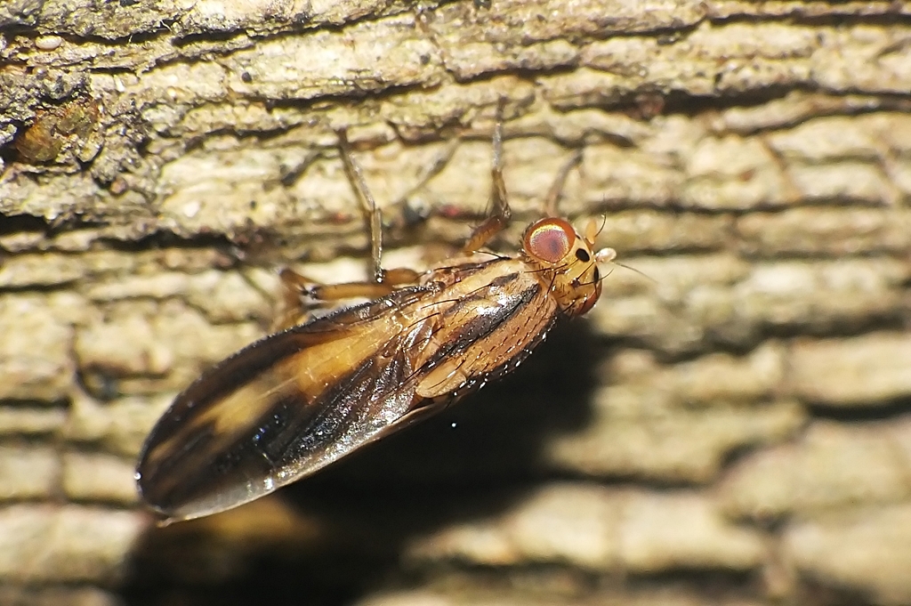 p-discoidea | Insektarium