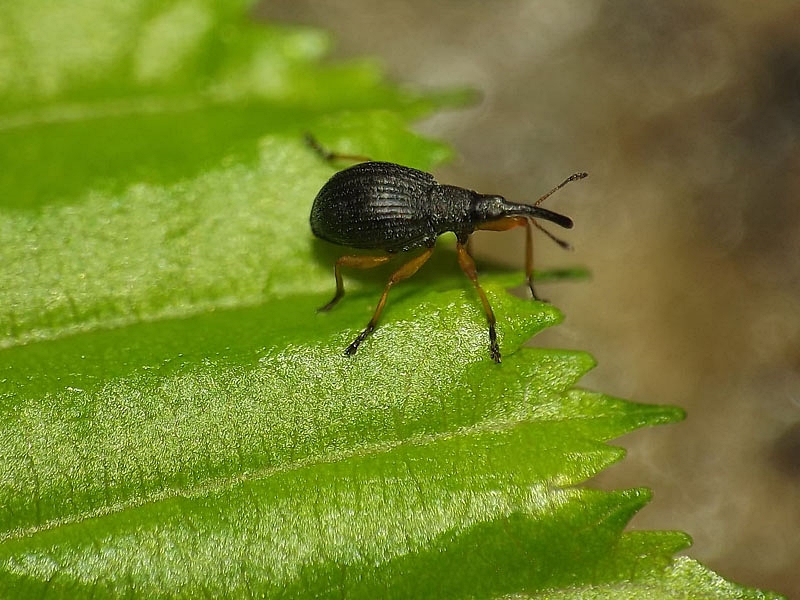 Protapion fulvipes – Pędruś złotonogi | Insektarium