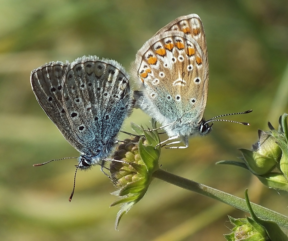Polyommatus icarus – Modraszek ikar | Insektarium