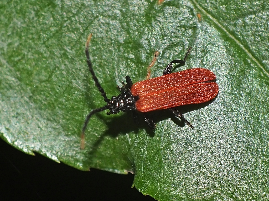 Platycis minutus | Insektarium