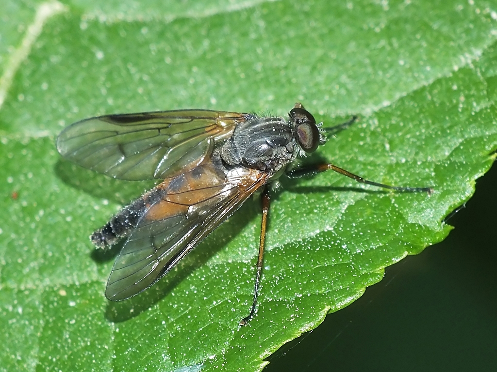 Rhagio notatus – Kobyliczka reglówka | Insektarium