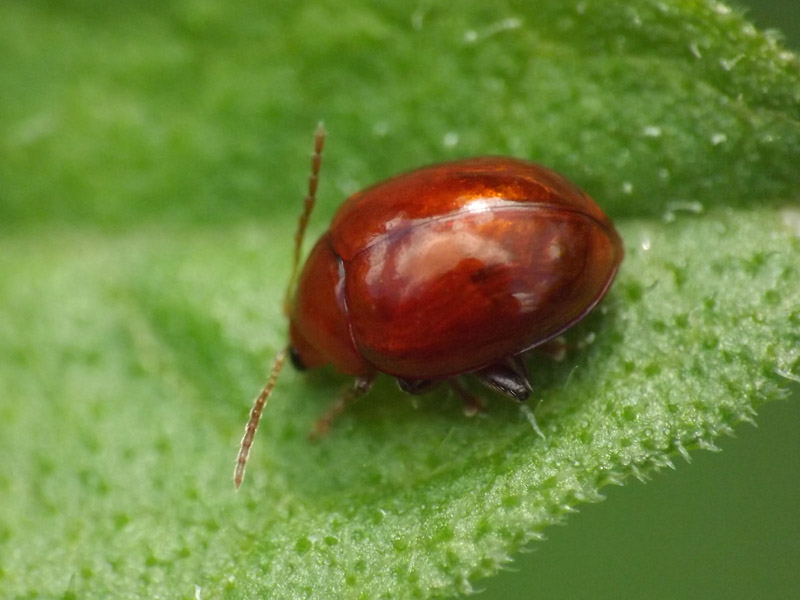 Sphaeroderma rubidum – Ostówka czerwona | Insektarium