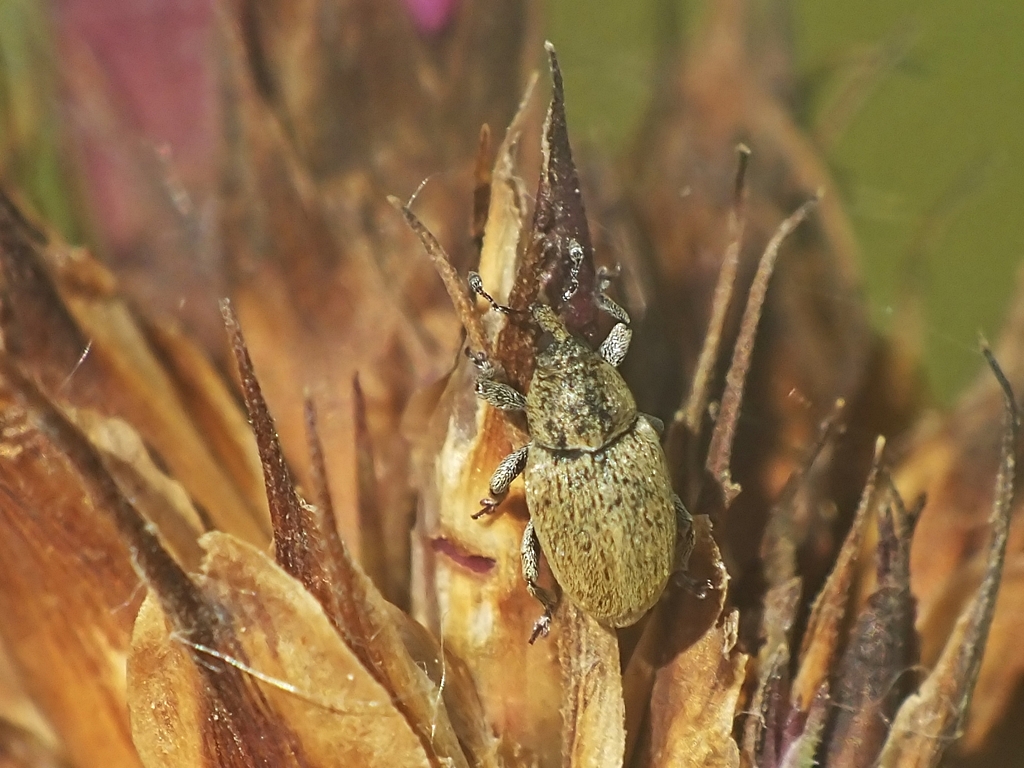 Sibinia spp. | Insektarium