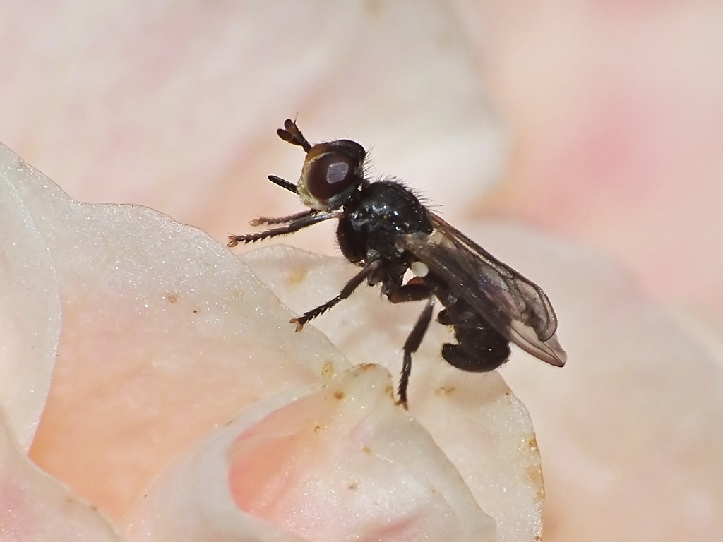 t-atra | Insektarium