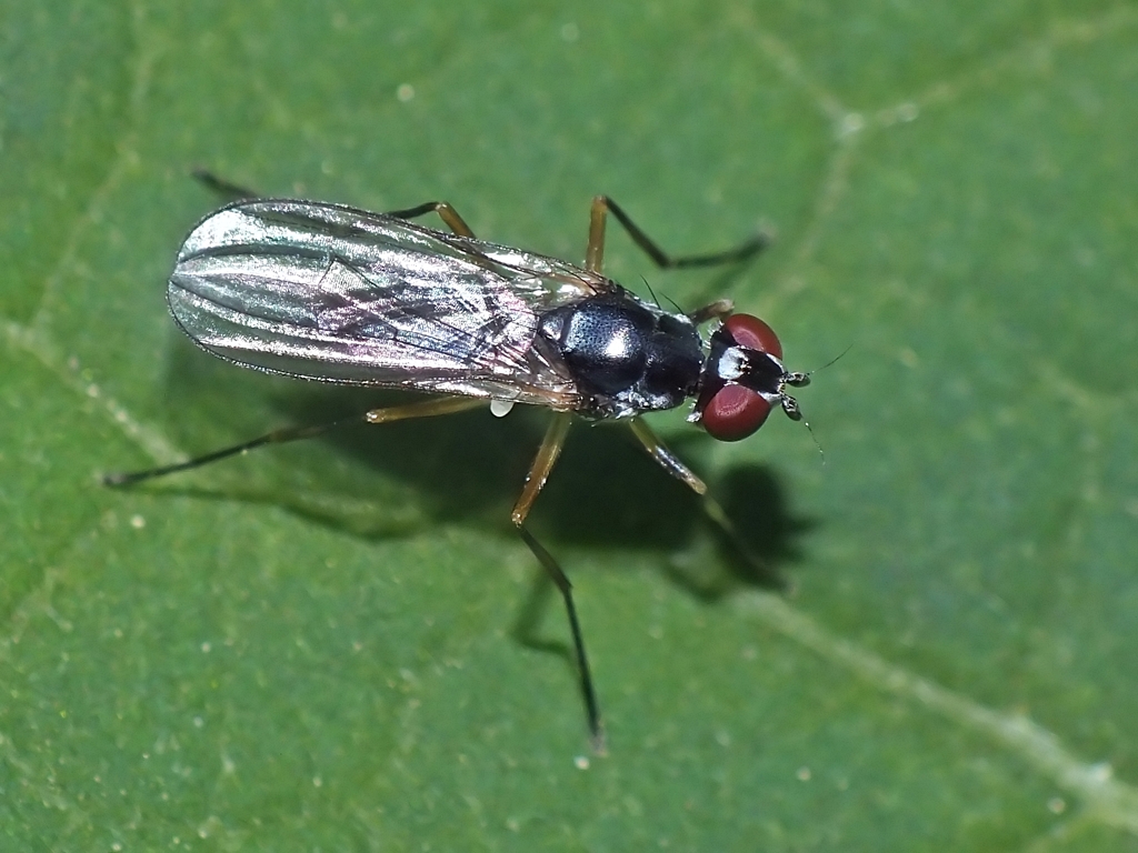 Tanypeza longimana | Insektarium