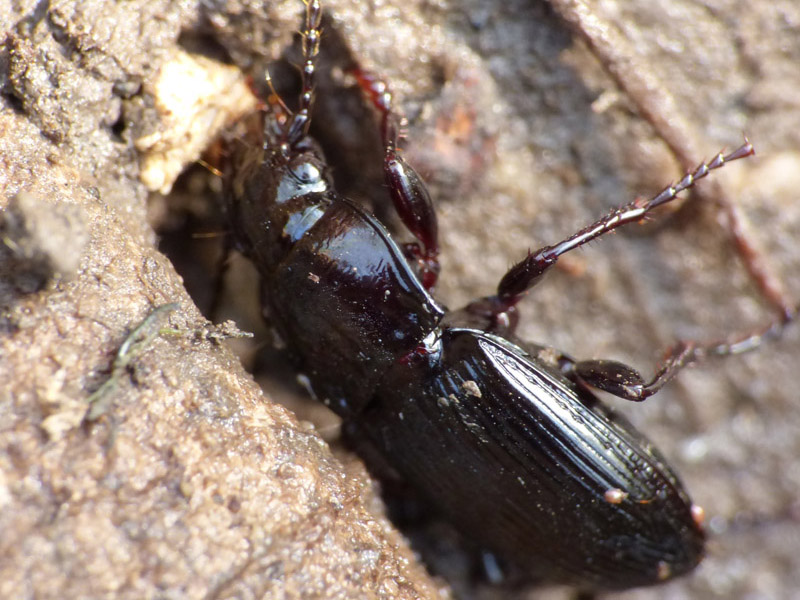 Abax parallelus – Bosak żeberkowany | Insektarium