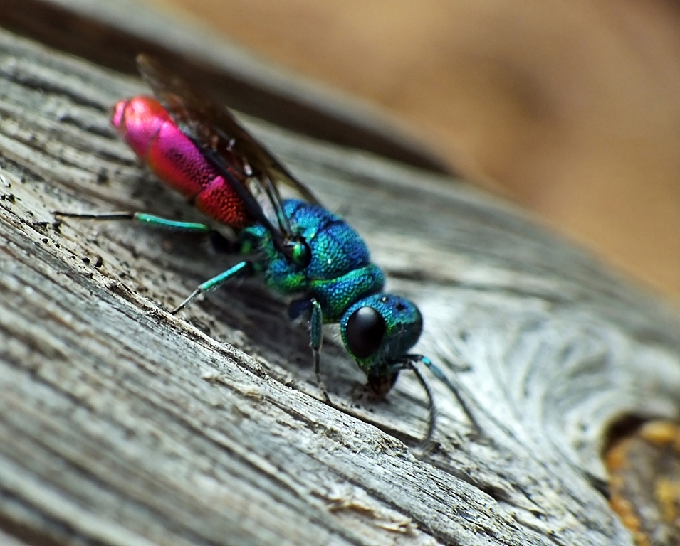 Chrysis longula – Złotolitka wydłużona | Insektarium