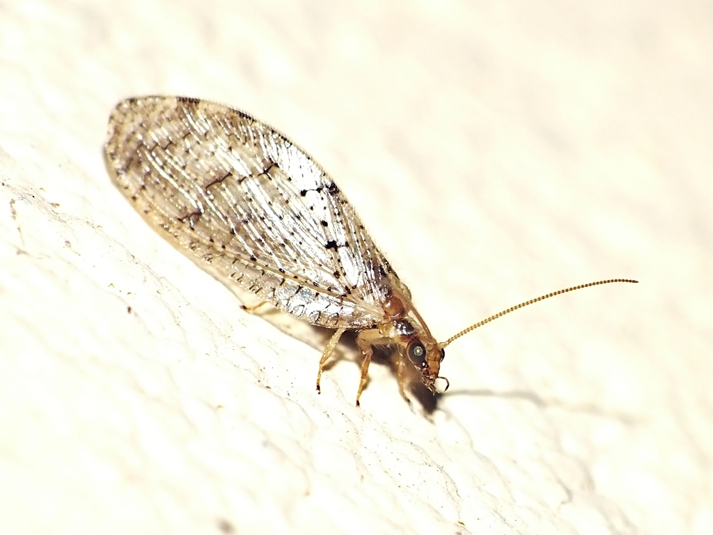 Hemerobius humulinus – Życiorek przyleśny | Insektarium