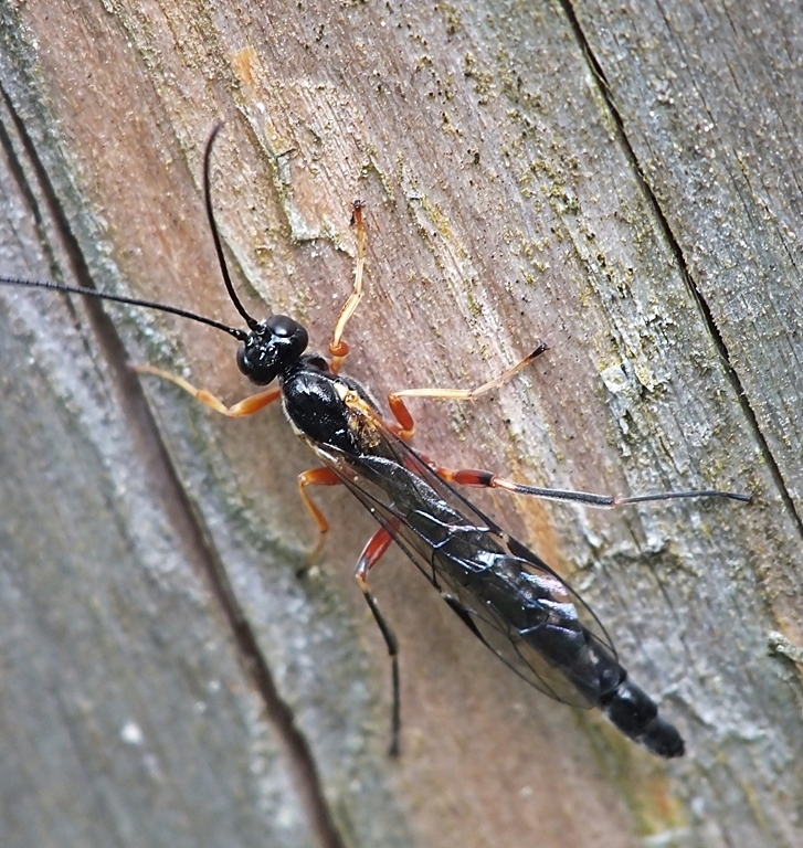 Neoxorides nitens | Insektarium