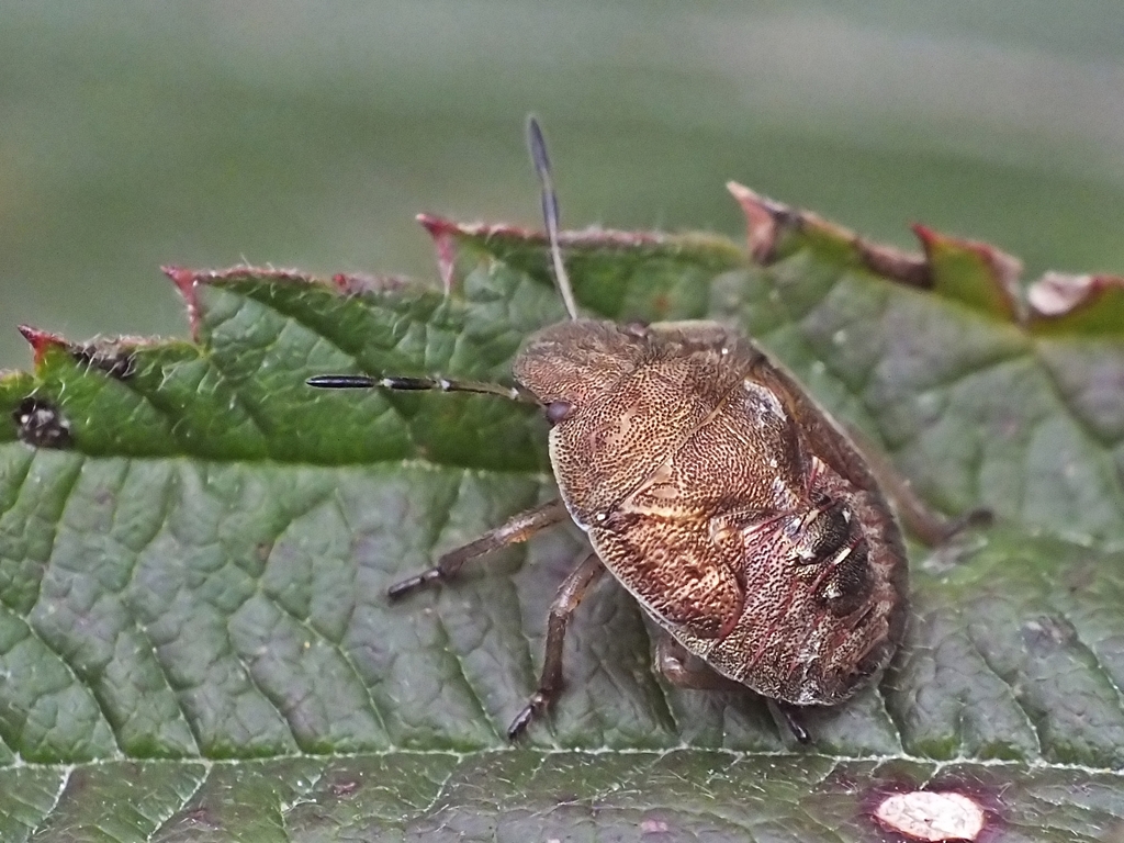 Peribalus strictus – Pierścienica krasnoroga | Insektarium