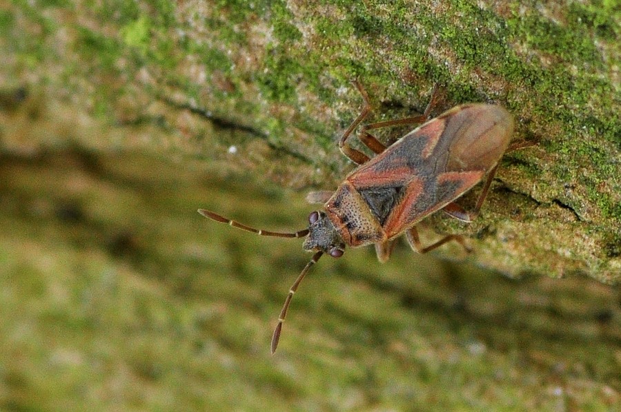 Arocatus longiceps – Pomyk platanowy | Insektarium
