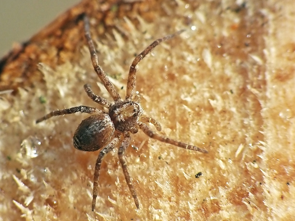 Philodromus spp. – Ślizguny | Insektarium