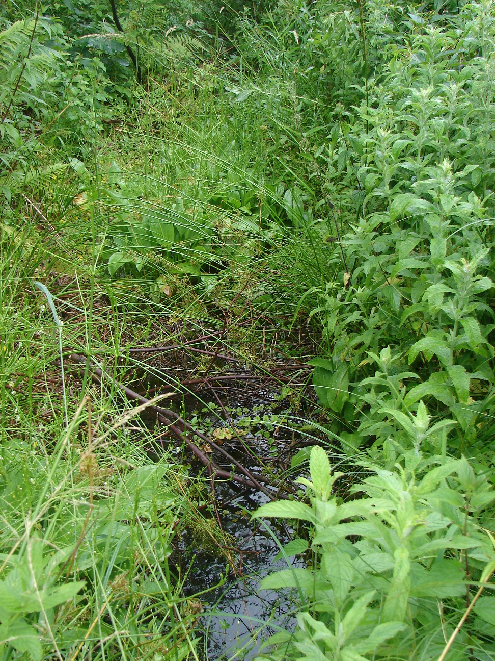 Carabus variolosus – Biegacz urozmaicony | Insektarium
