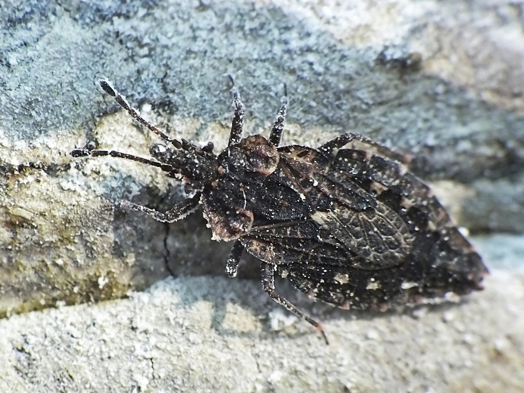 Aradus male | Insektarium