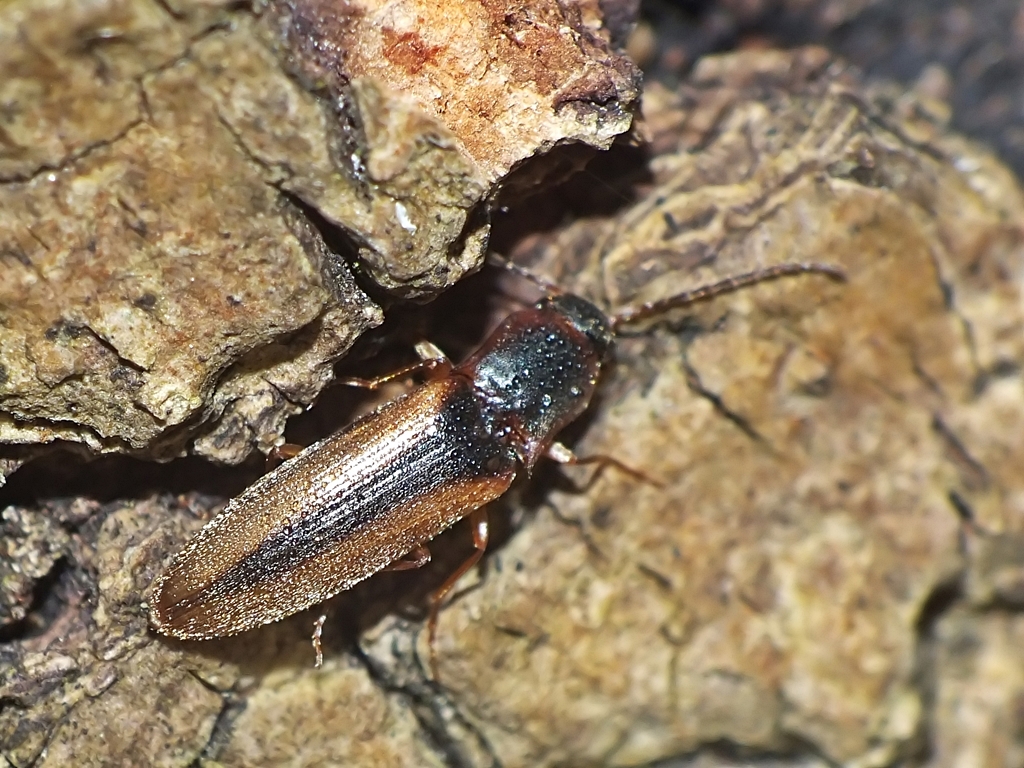 Dalopius marginatus – Drgalnik obrzeżony | Insektarium
