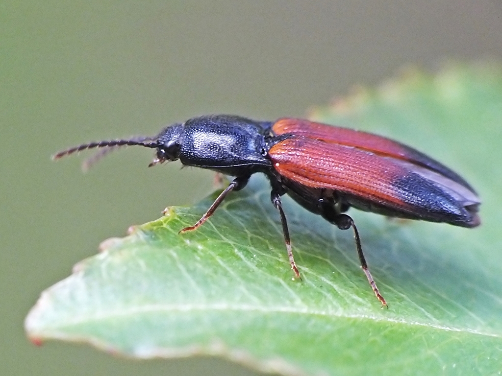 Ampedus balteatus | Insektarium