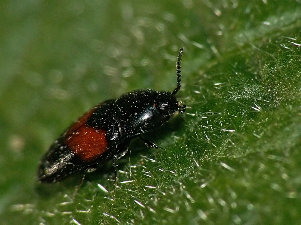 Drapetes mordelloides | Insektarium